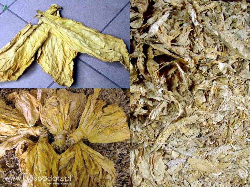 TYTOŃ LIŚCIE !VIRGINIA//BURLEJ - Produkty rolne