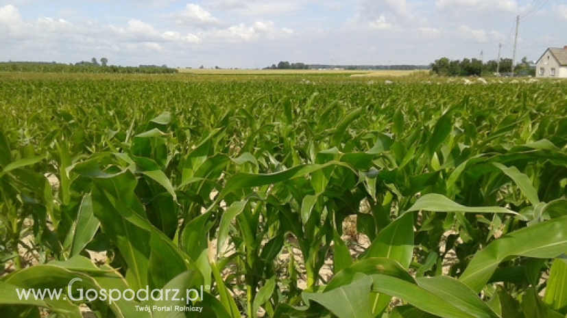 Zbiory kukurydzy - Zboża