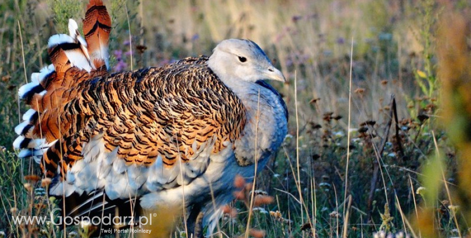 LP chcą przywrócić dropia - Leśnictwo - strona 1