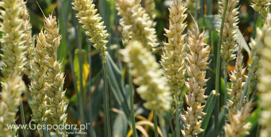 Produkcja pszenicy w Indiach powinna odbić w górę w tym roku - Zboża