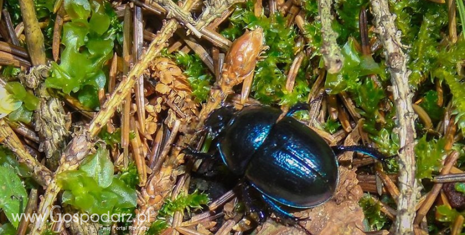 Żuk leśny wędruje w stronę Słońca - Leśnictwo