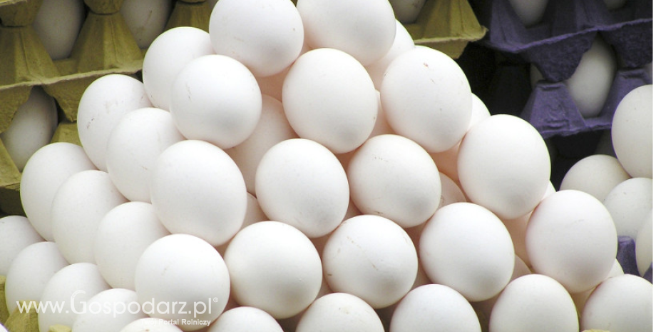Ceny jaj w Polsce (15.12.2024) - Drób i jaja