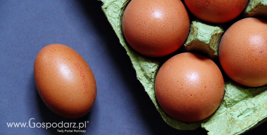 Ceny jaj w Polsce (15.01.2023) - Drób i jaja
